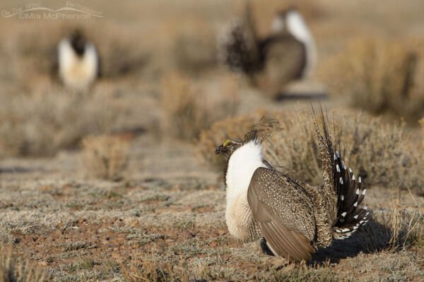Mating Greater Sage-Grouse On A Wild Windswept Lek - Mia McPherson's On ...