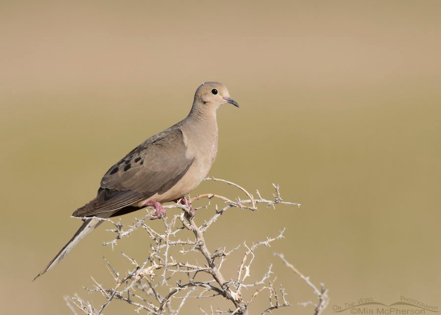Mourning Dove Images - On The Wing Photography