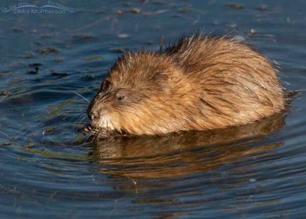 Muskrat In An Alpine Creek - Wildlife In The Wasatch Mountains - Mia ...
