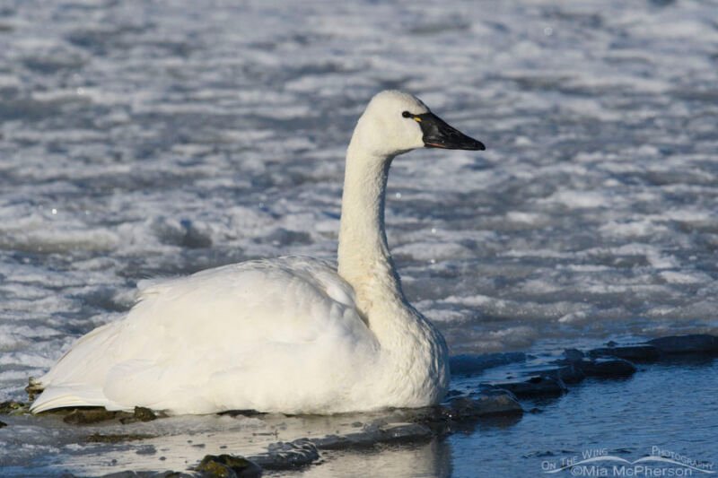 Big & Beautiful: Tundra Swans of Bear River MBR - Mia McPherson's On ...