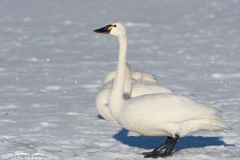Big & Beautiful: Tundra Swans of Bear River MBR - Mia McPherson's On ...