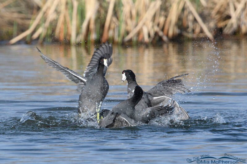 American Coots causing a ruckus on an urban pond – Mia McPherson's On ...