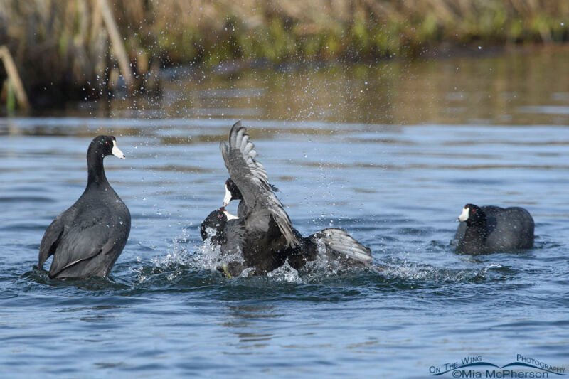 Two American Coots battle while two others watch – Mia McPherson's On ...