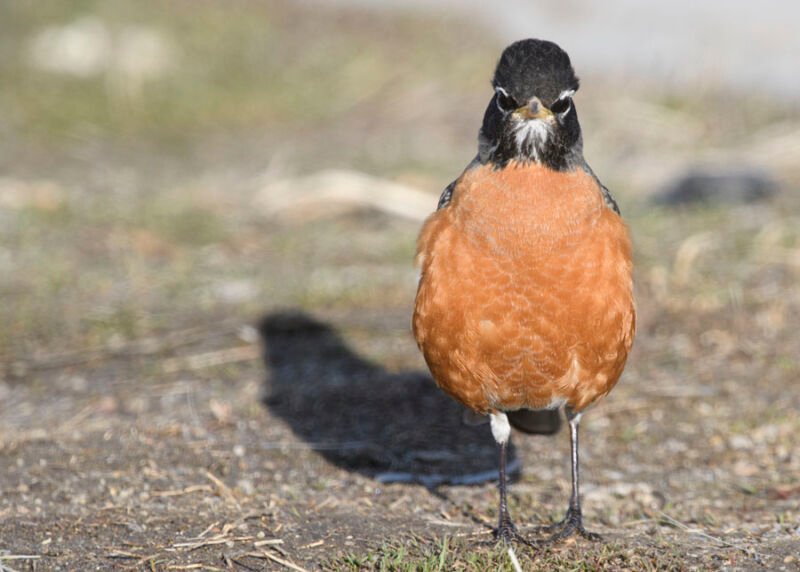 American Robin in Darth Vader mode – Mia McPherson's On The Wing ...