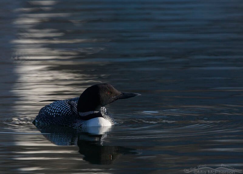 Common Loon in a natural spotlight – Mia McPherson's On The Wing ...