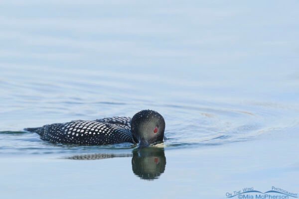 Common Loon drinking water – Mia McPherson's On The Wing Photography