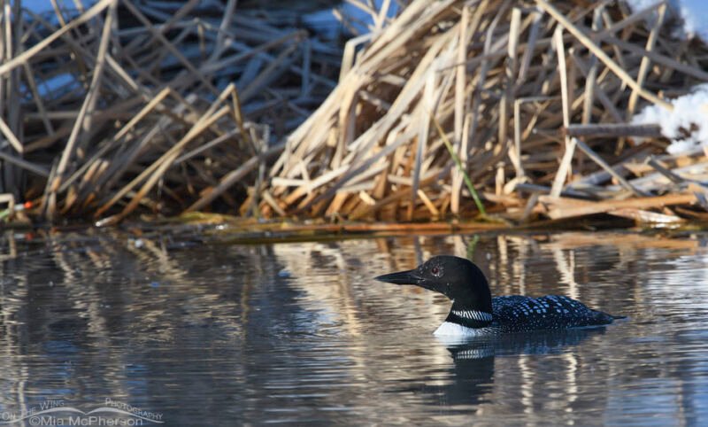 Spring Common Loon in loon-like habitat – On The Wing Photography