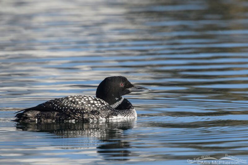 Common Loon in profile view – Mia McPherson's On The Wing Photography