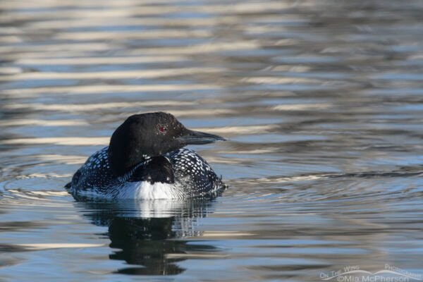Resting Common Loon up close – Mia McPherson's On The Wing Photography