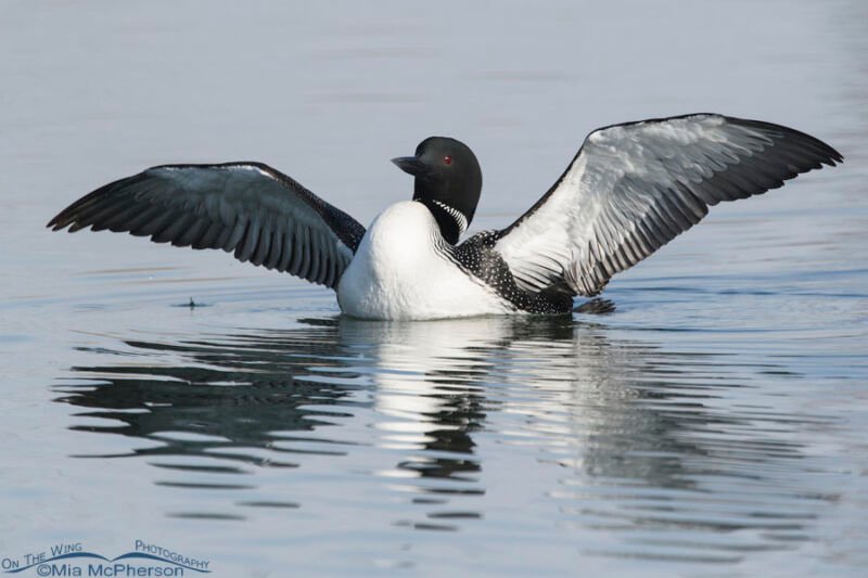 Adult Common Loon flapping its wings – Mia McPherson's On The Wing ...