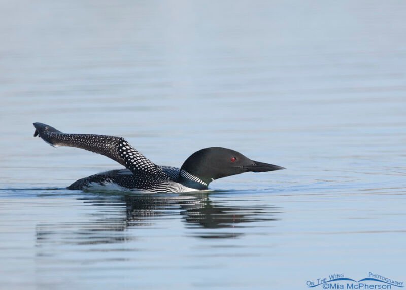 Common Loon with right wing lifted – Mia McPherson's On The Wing ...