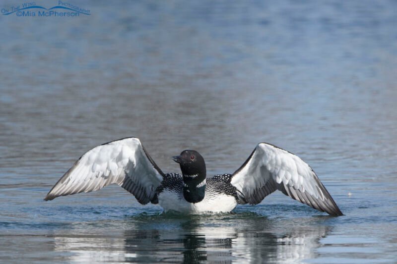Common Loon settling back onto the water – Mia McPherson's On The Wing ...