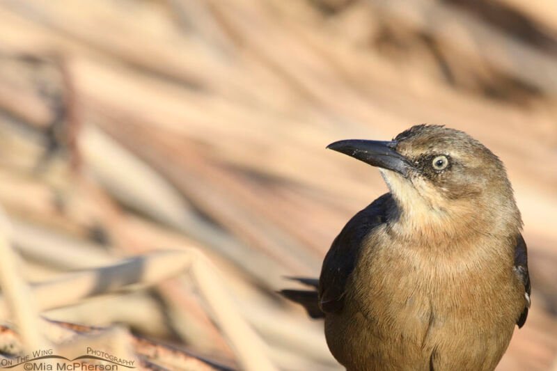 Female Great-tailed Grackle Iris Variation - Mia McPherson's On The ...