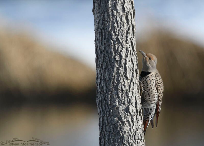 Urban Northern Flicker female – Mia McPherson's On The Wing Photography