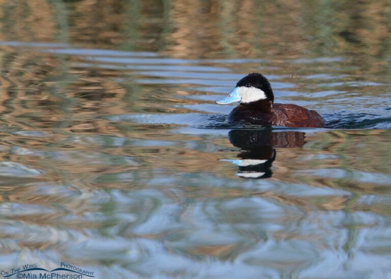 Drake Ruddy Duck And His Sky Blue Bill - Mia McPherson's On The Wing ...