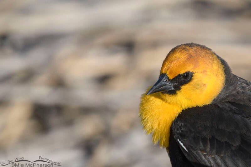 Pondside male Yellow-headed Blackbird close up – Mia McPherson's On The ...