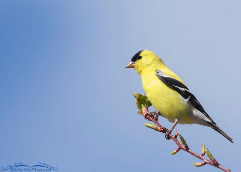Male American Goldfinch In His Finest Plumage - Mia McPherson's On The ...