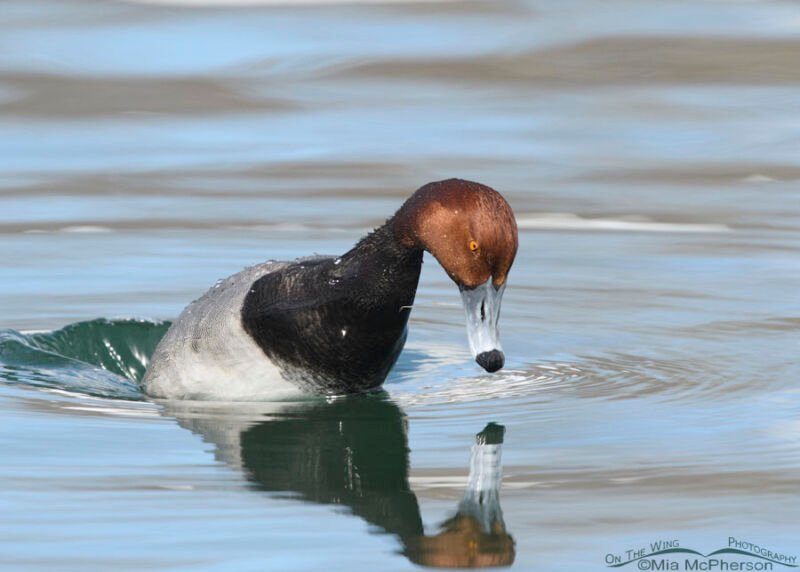 Spring Drake Redhead In A Dive - Mia McPherson's On The Wing Photography