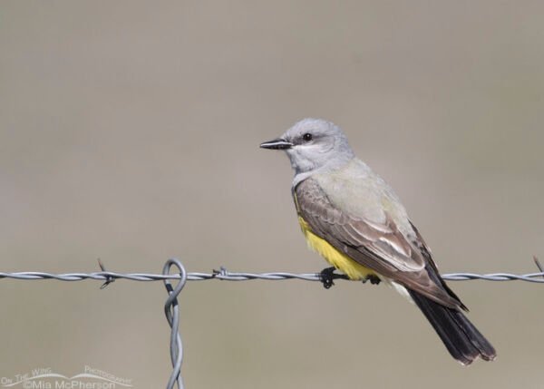 My First Of Year Western Kingbird Images - Mia McPherson's On The Wing ...
