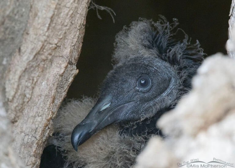 Young Black Vulture Snuggled Into A Tree Cavity Nest - Mia McPherson's ...