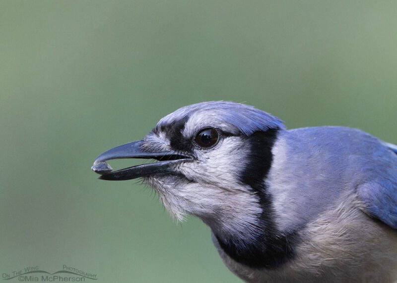 Blue Jay portrait with a sunflower seed – On The Wing Photography