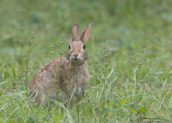 Eastern Cottontail Rabbit At Mount Magazine SP - Mia McPherson's On The ...