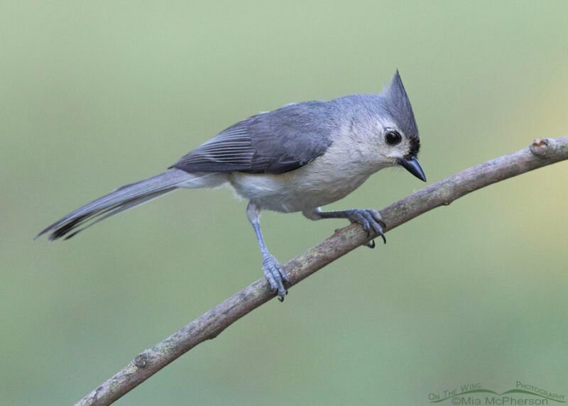 Tufted Titmouse Images - Mia McPherson's On The Wing Photography
