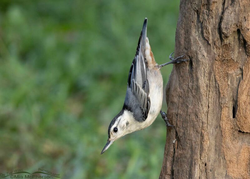 White-breasted Nuthatch Images - On The Wing Photography