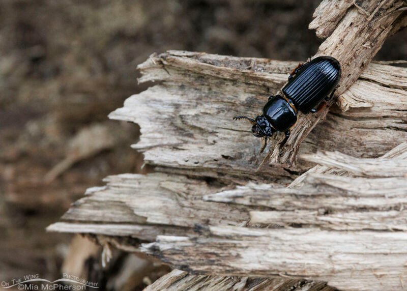 Horned Passalus Beetle Images - On The Wing Photography