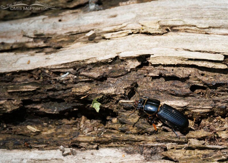 Horned Passalus Beetle Photos From Oklahoma - Mia McPherson's On The ...