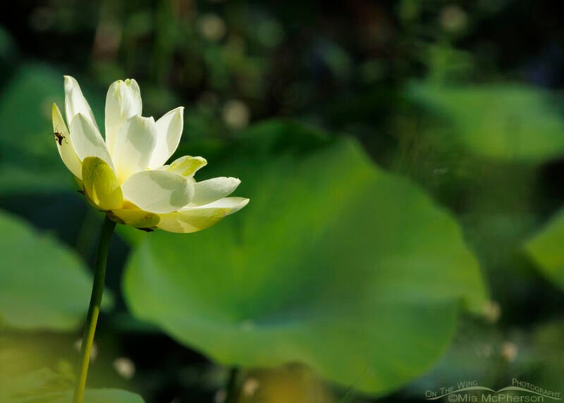 Bug on an American Lotus – Mia McPherson's On The Wing Photography