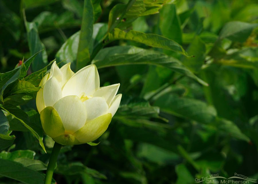 Blooming American Lotus At Sequoyah NWR - Mia McPherson's On The Wing ...