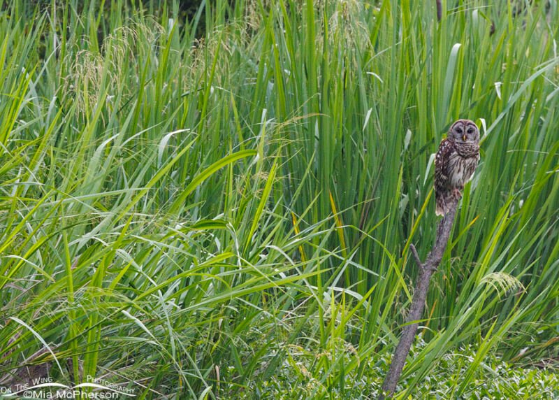 Barred Owl From A Distance - Mia McPherson's On The Wing Photography