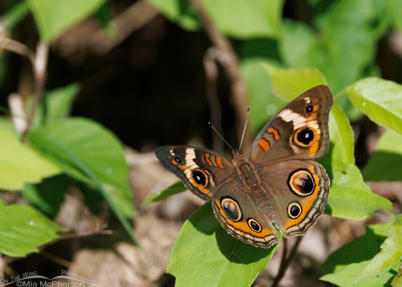 Common Buckeye Butterfly Photos From Sequoyah NWR - Mia McPherson's On ...