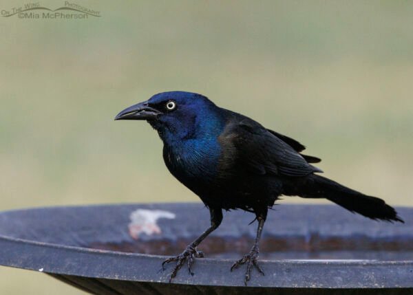 Common Grackle Images - Mia McPherson's On The Wing Photography