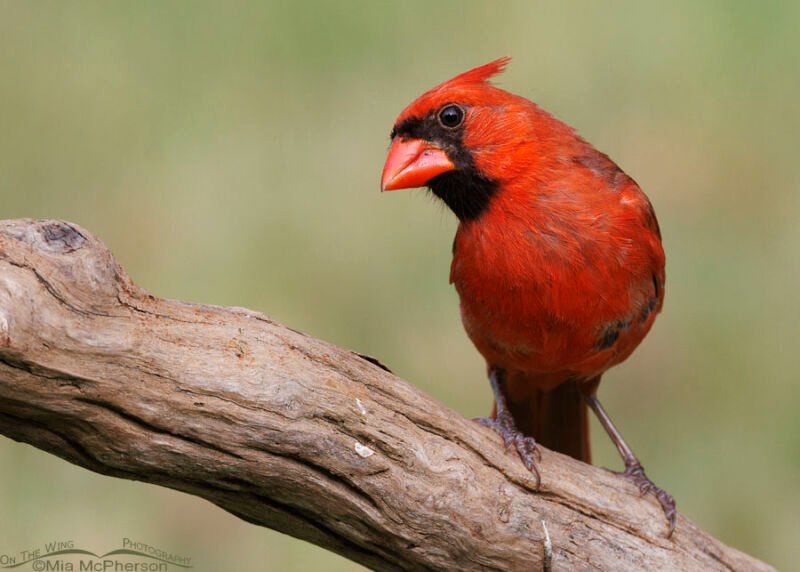 Male Northern Cardinal Images - Mia McPherson's On The Wing Photography