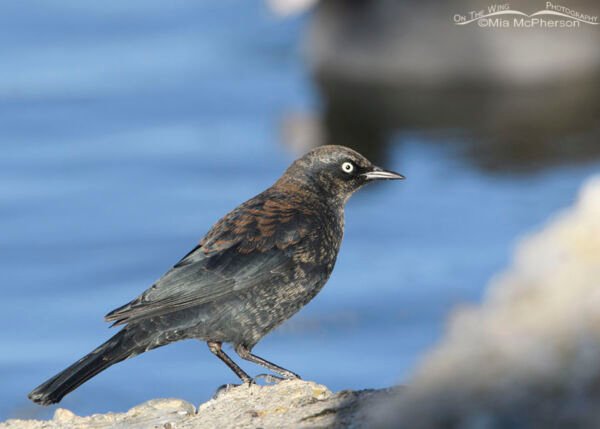 Rusty Blackbird Images - Mia McPherson's On The Wing Photography