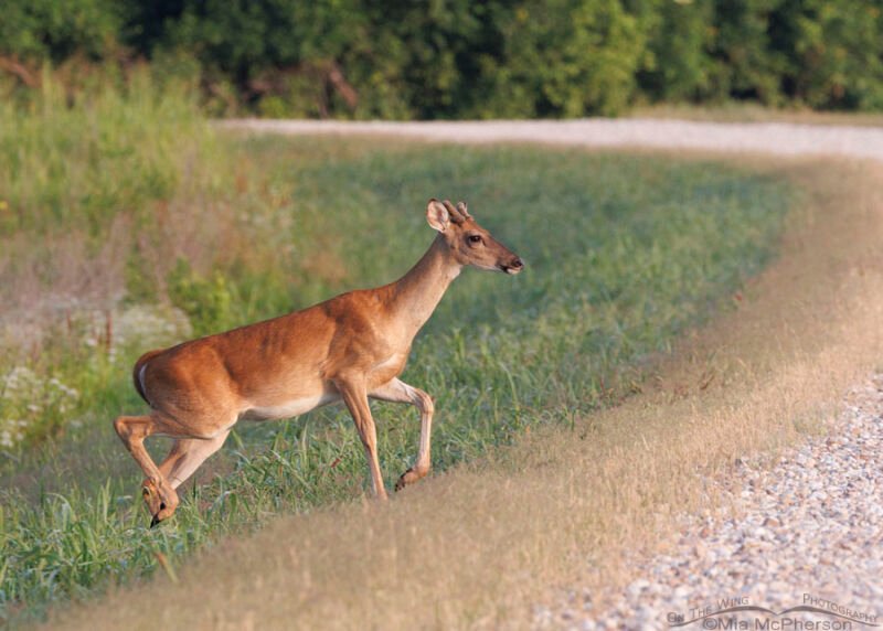 Young White-tailed Deer Buck At Sequoyah NWR - Mia McPherson's On The ...