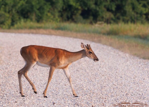 White-tailed Deer buck crossing a gravel road – On The Wing Photography