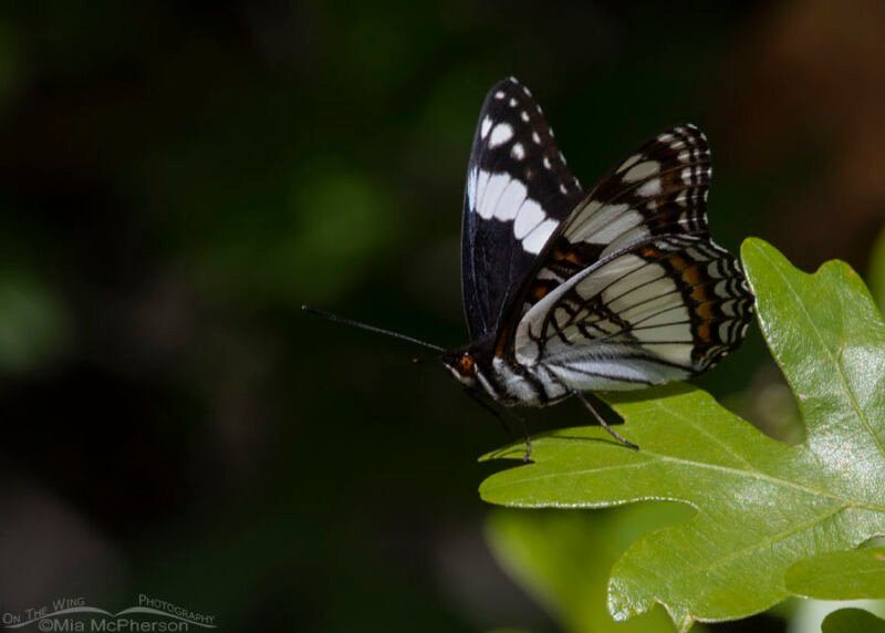 Weidemeyer's Admiral Butterflies In The Wasatch Mountains - Mia ...