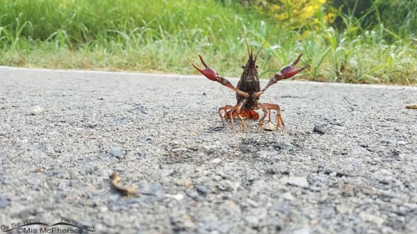 Defensive crawdad in the road – Mia McPherson's On The Wing Photography