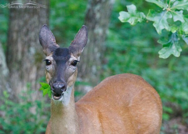 White-tailed Deer doe close up at Mount Magazine SP – On The Wing ...
