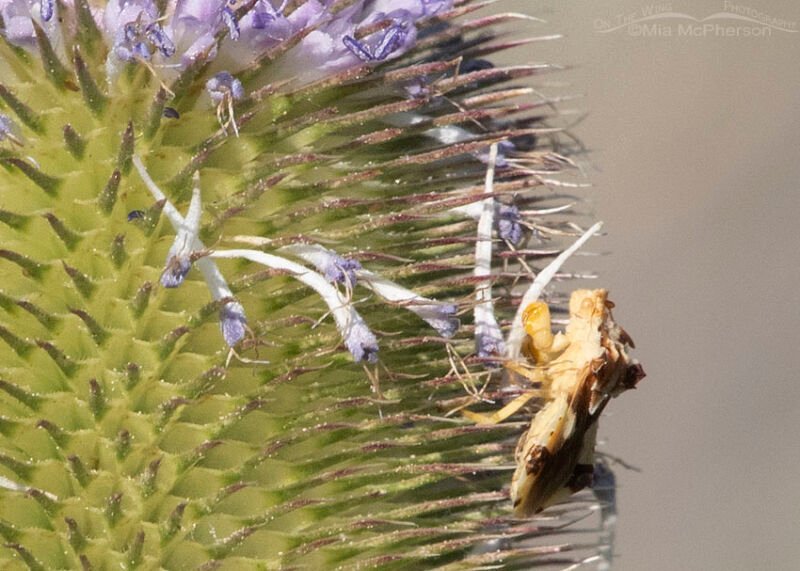 Jagged Ambush Bug Pictures - Mia McPherson's On The Wing Photography