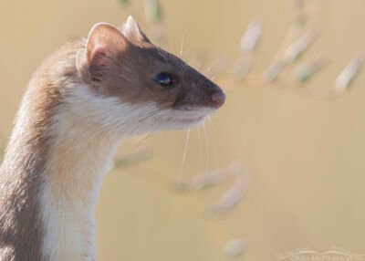 Side-lit Long-tailed Weasel portrait – Mia McPherson's On The Wing ...