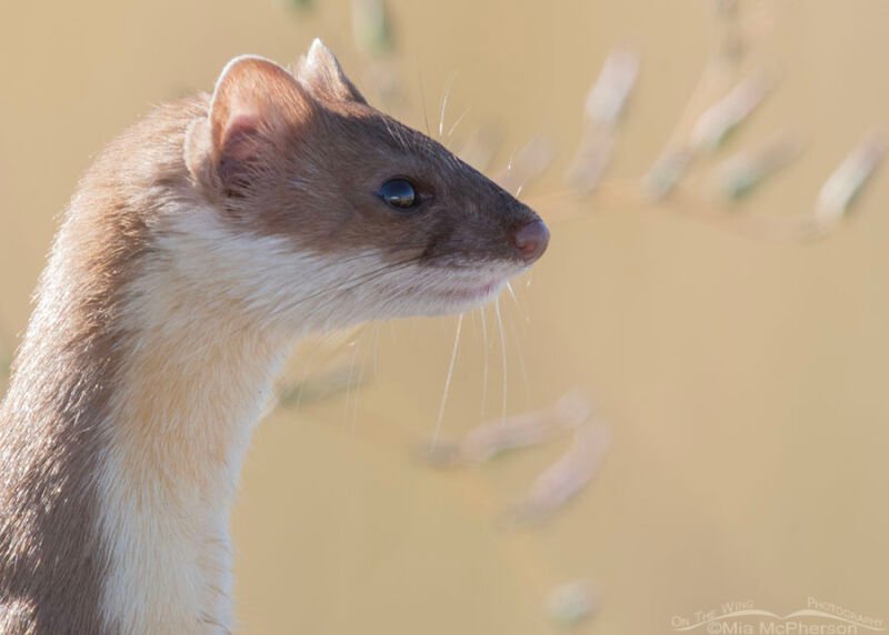 Late Summer Long-tailed Weasel Photos - Mia McPherson's On The Wing ...