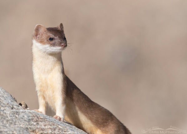 Long-tailed Weasel in its sleek summer coat – Mia McPherson's On The ...