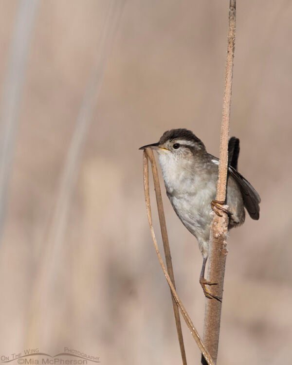 Marsh Wren with nesting material – Mia McPherson's On The Wing Photography