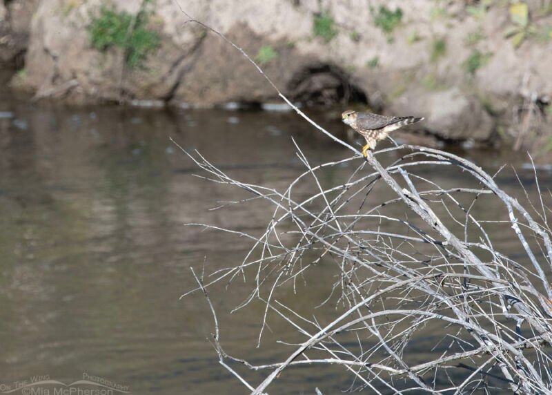 Bird Battle: Belted Kingfisher vs. Merlin - Mia McPherson's On The Wing ...