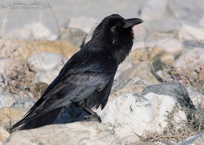 Common Raven Images – Mia McPherson's On The Wing Photography