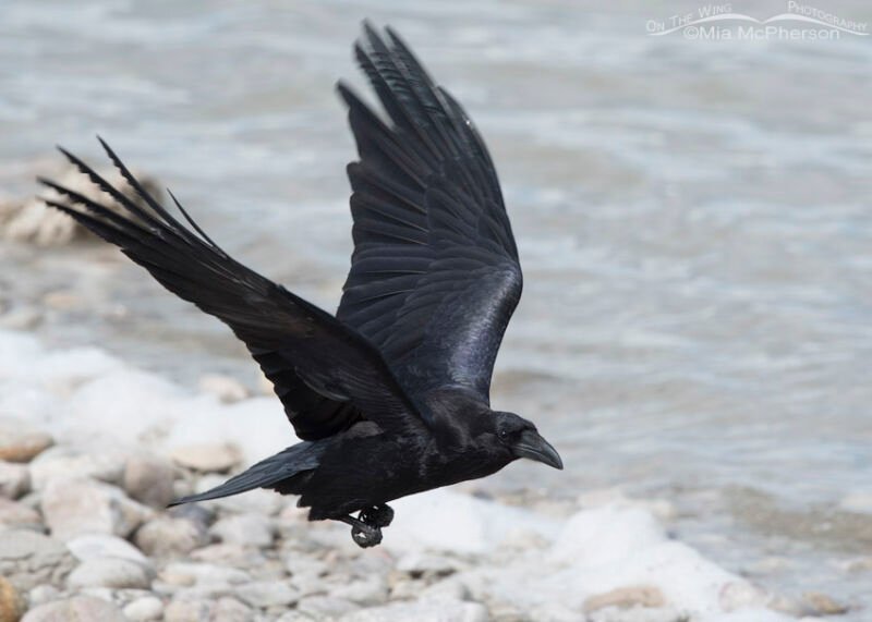 Common Raven Images – Mia McPherson's On The Wing Photography